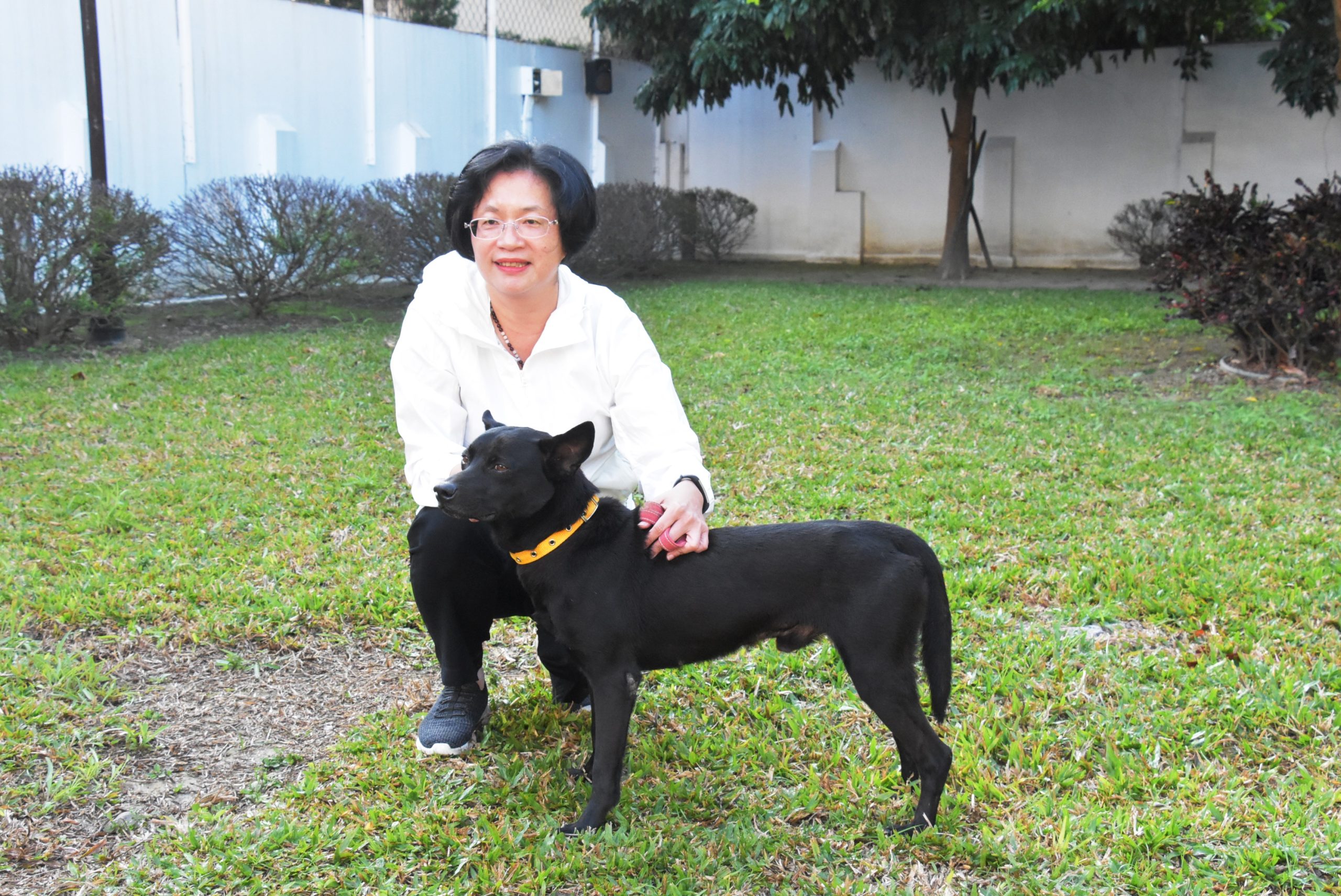 彰縣遊蕩犬貓TNVR活動 開跑 - 臺灣導報